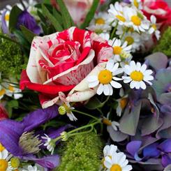 Studio Florist of Upminster - Order Online or 01708 225410