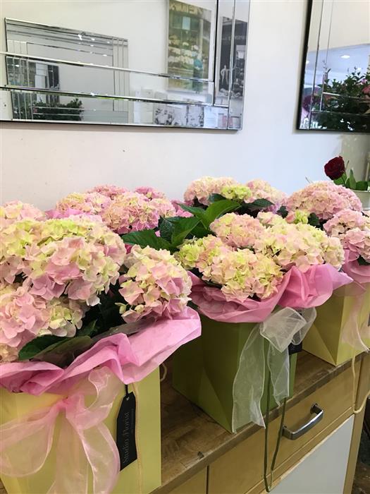About Studio Florist of Upminster